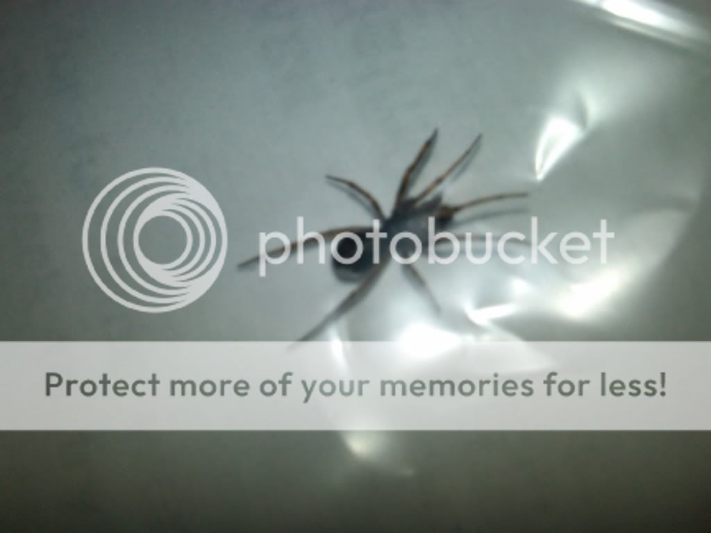 Spiders in my house | MonsterFishKeepers.com