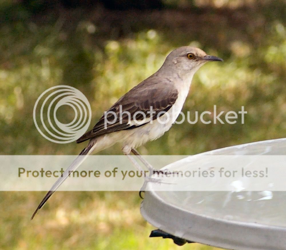 Texas Mockingbird Pictures, Images & Photos | Photobucket
