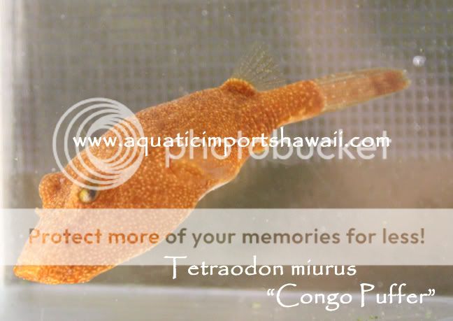 My orange congo puffer! | MonsterFishKeepers.com